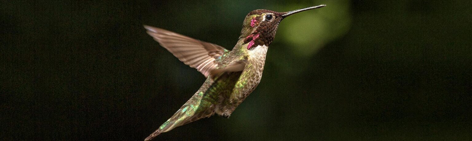 Wildlife and Birds - Point Lobos Foundation