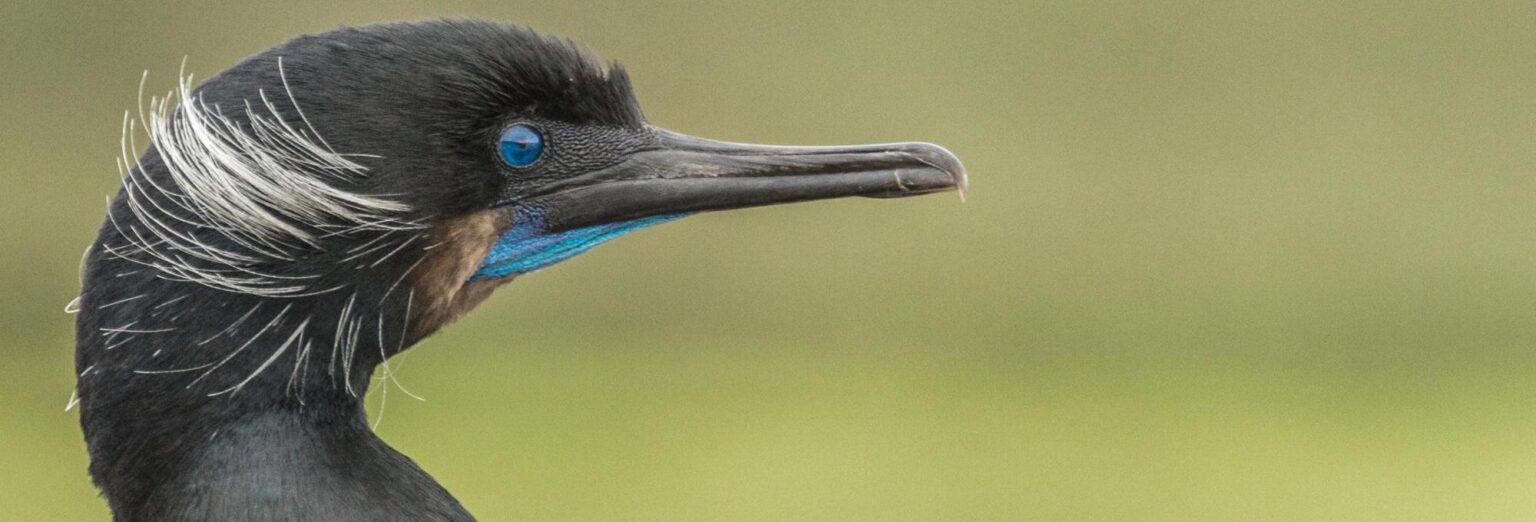 Wildlife and Birds - Point Lobos Foundation
