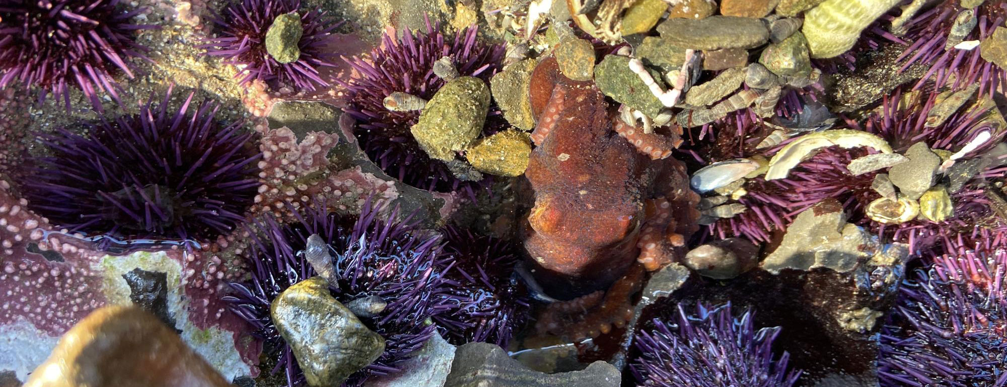 Education and Resources - Point Lobos Foundation