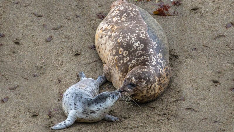 Point Lobos Foundation