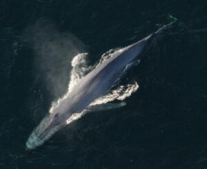 Marine Life - Point Lobos Foundation