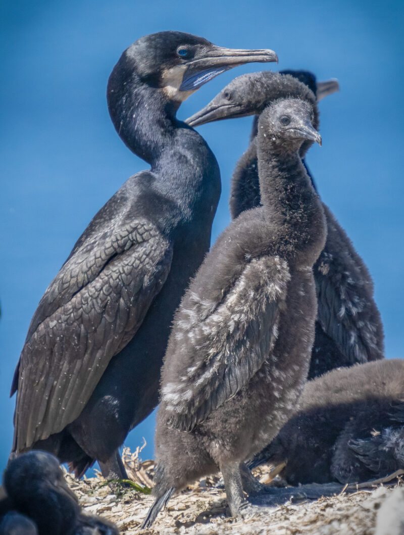 Encyclopedia - Point Lobos Foundation