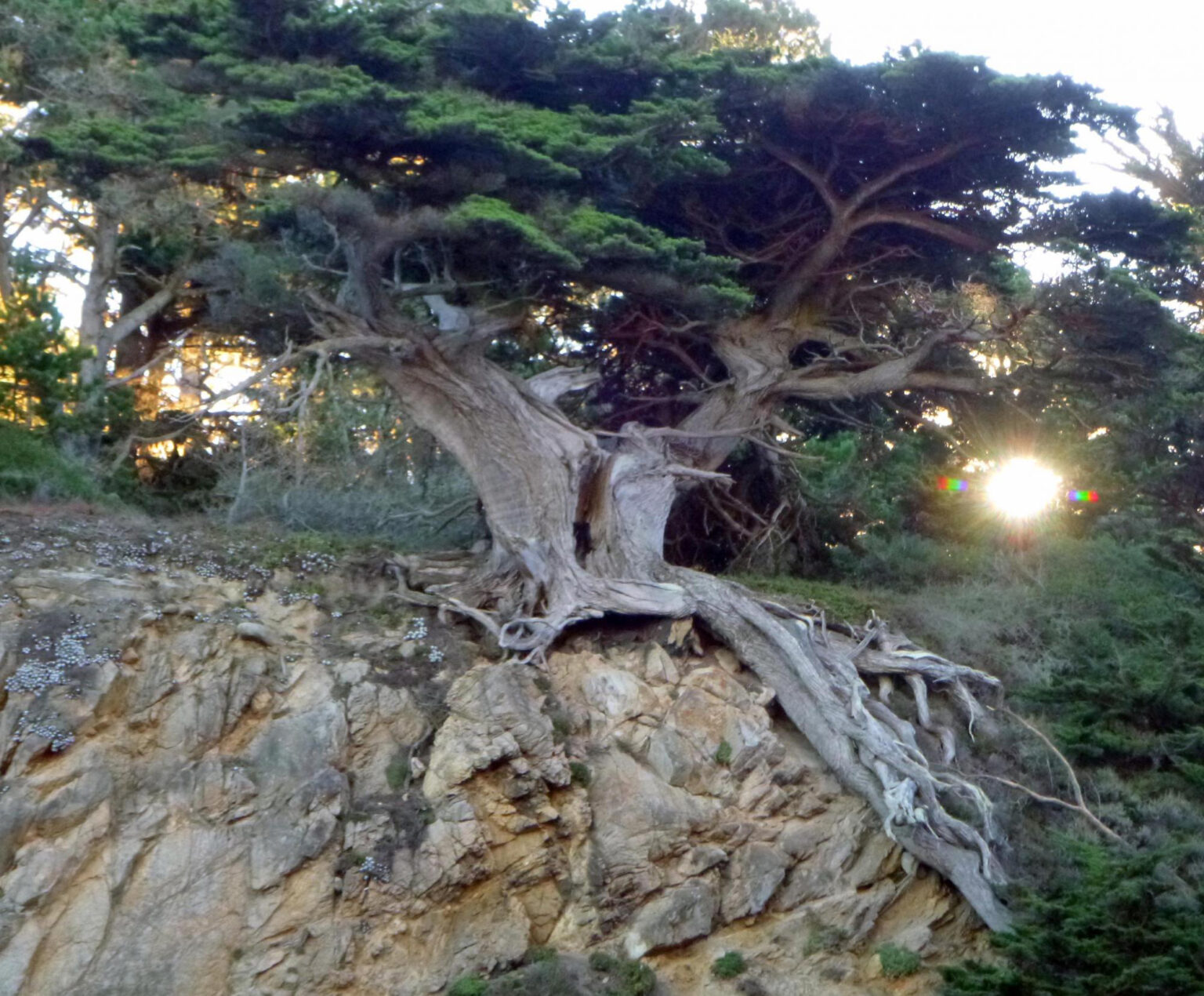 Plants and Geology - Point Lobos Foundation