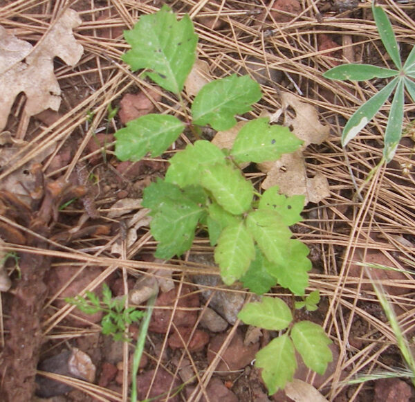 Plants and Geology - Point Lobos Foundation