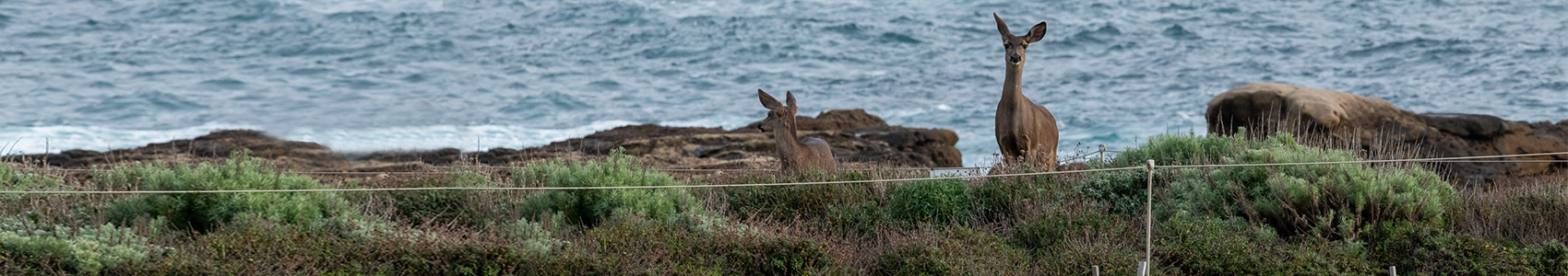 Restoration at Point Lobos - Point Lobos Foundation