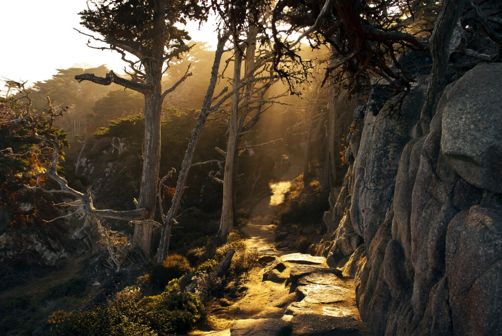 Whalers Knoll Trail - Point Lobos Foundation