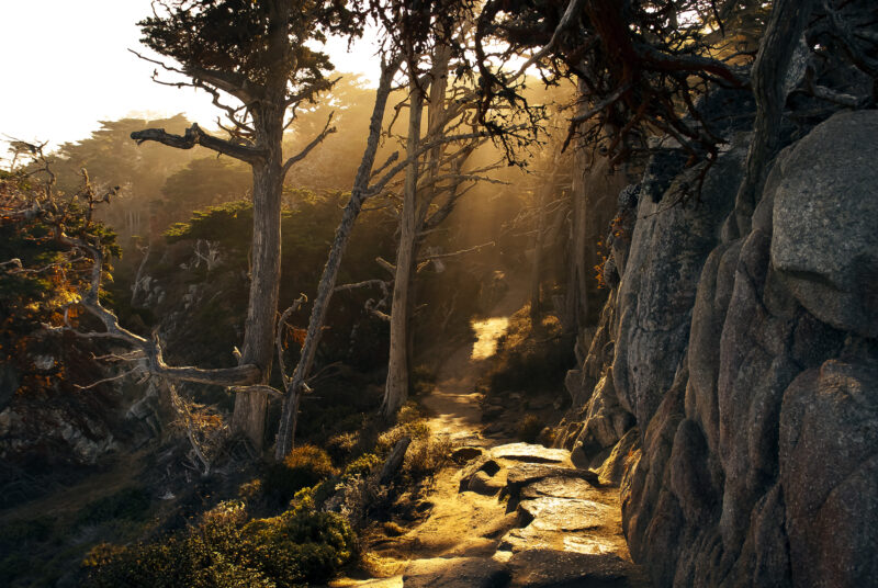 Point Lobos Foundation