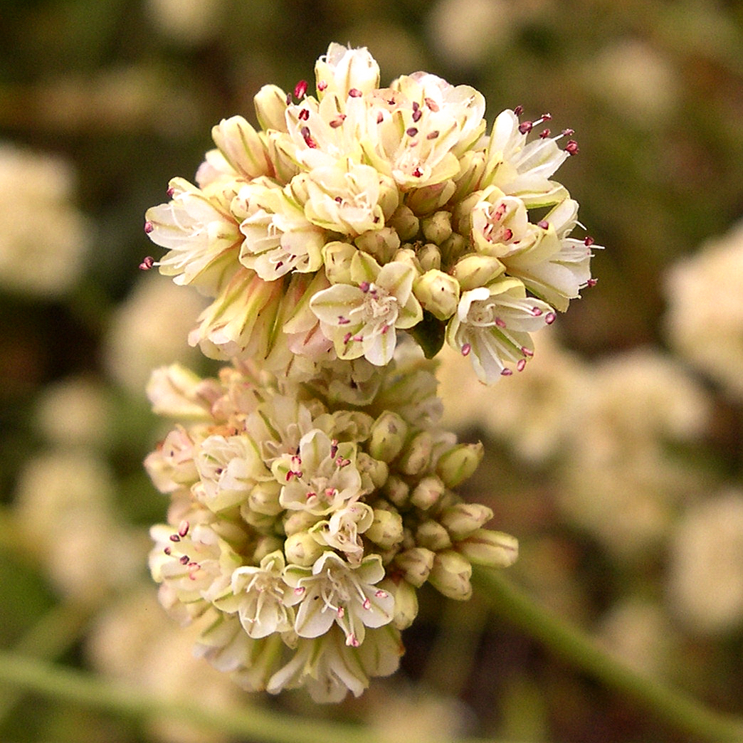 40 Most Common Wildflowers at the Reserve - Point Lobos Foundation