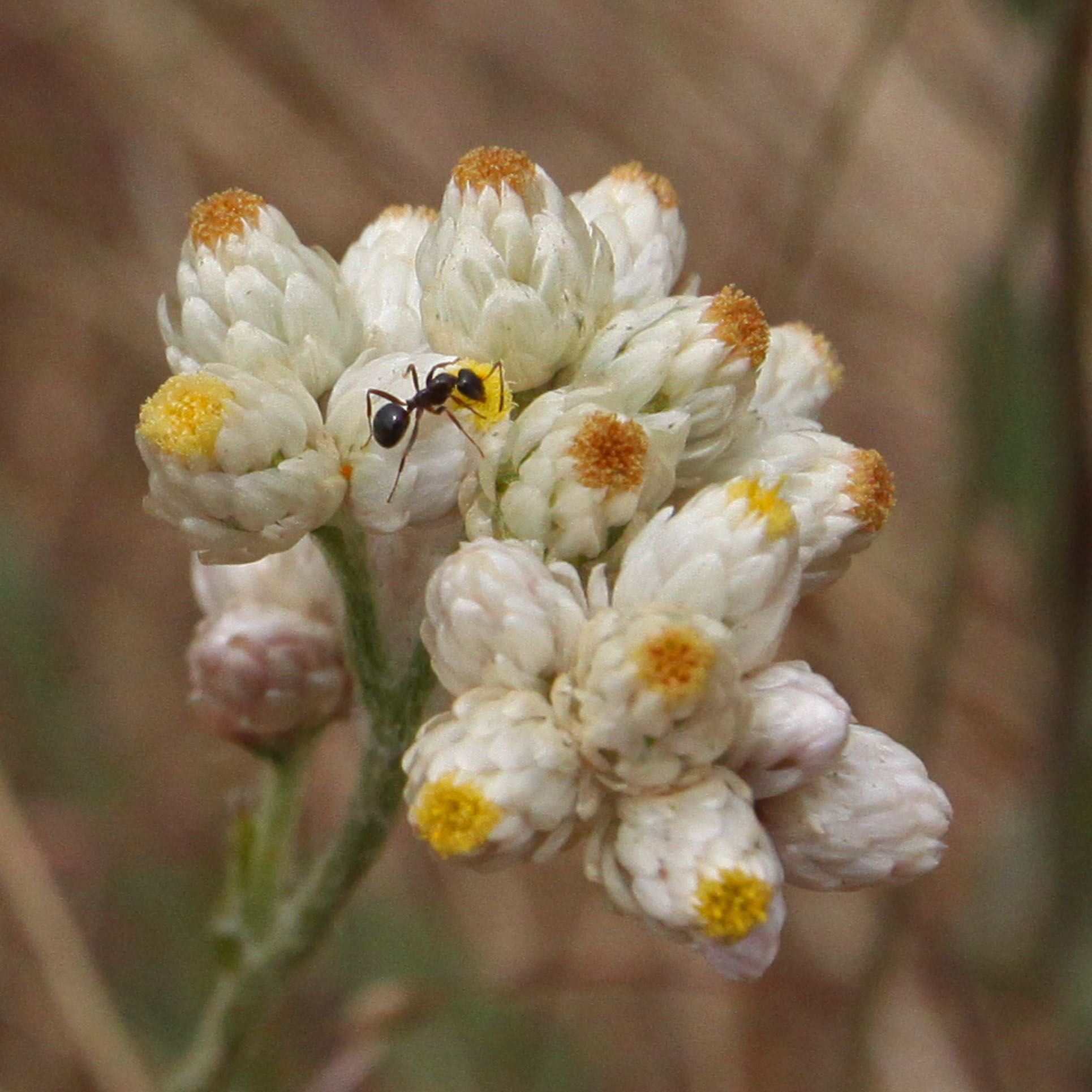 40 Most Common Wildflowers at the Reserve - Point Lobos Foundation