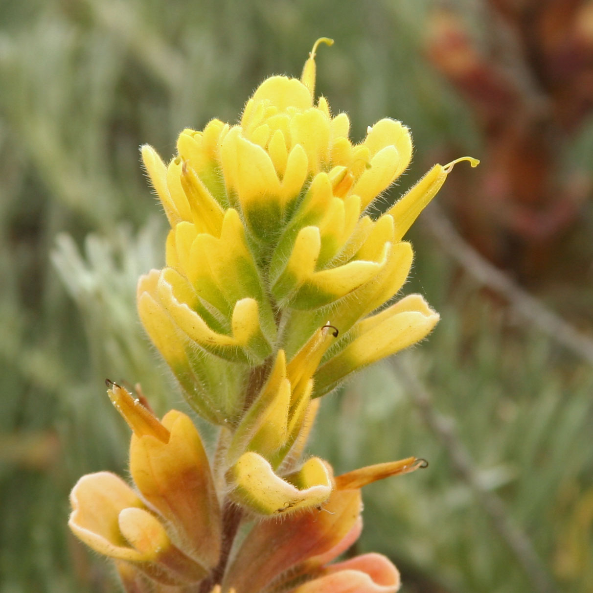 40 Most Common Wildflowers at the Reserve - Point Lobos Foundation