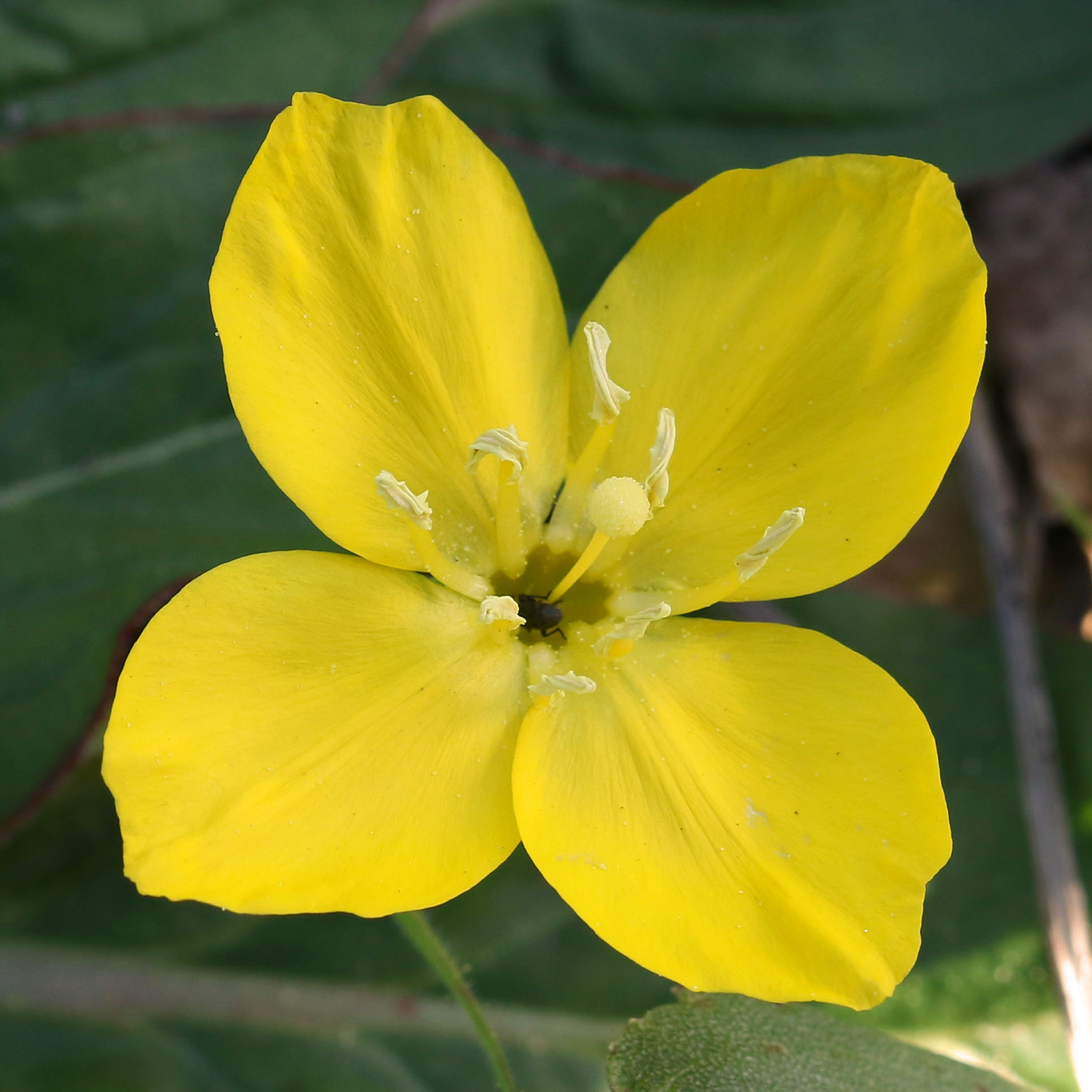 40 Most Common Wildflowers at the Reserve - Point Lobos Foundation