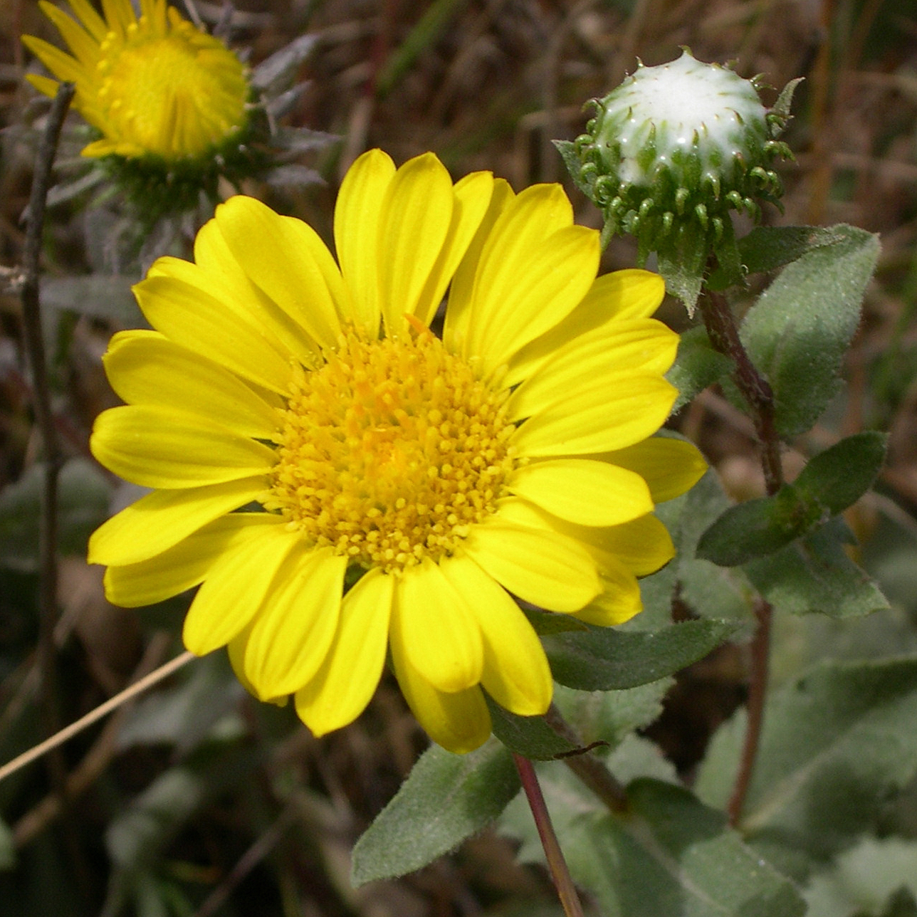 40 Most Common Wildflowers at the Reserve - Point Lobos Foundation