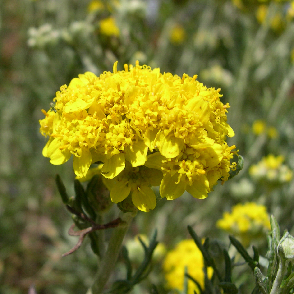 40 Most Common Wildflowers at the Reserve - Point Lobos Foundation