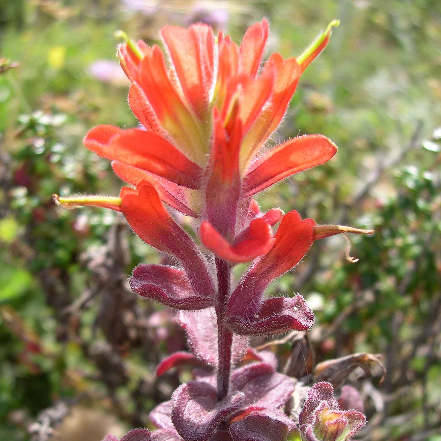 40 Most Common Wildflowers at the Reserve - Point Lobos Foundation