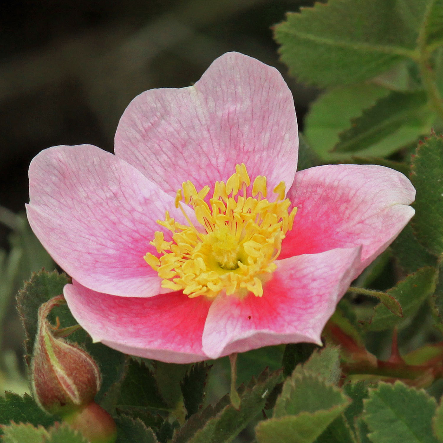 40 Most Common Wildflowers at the Reserve - Point Lobos Foundation