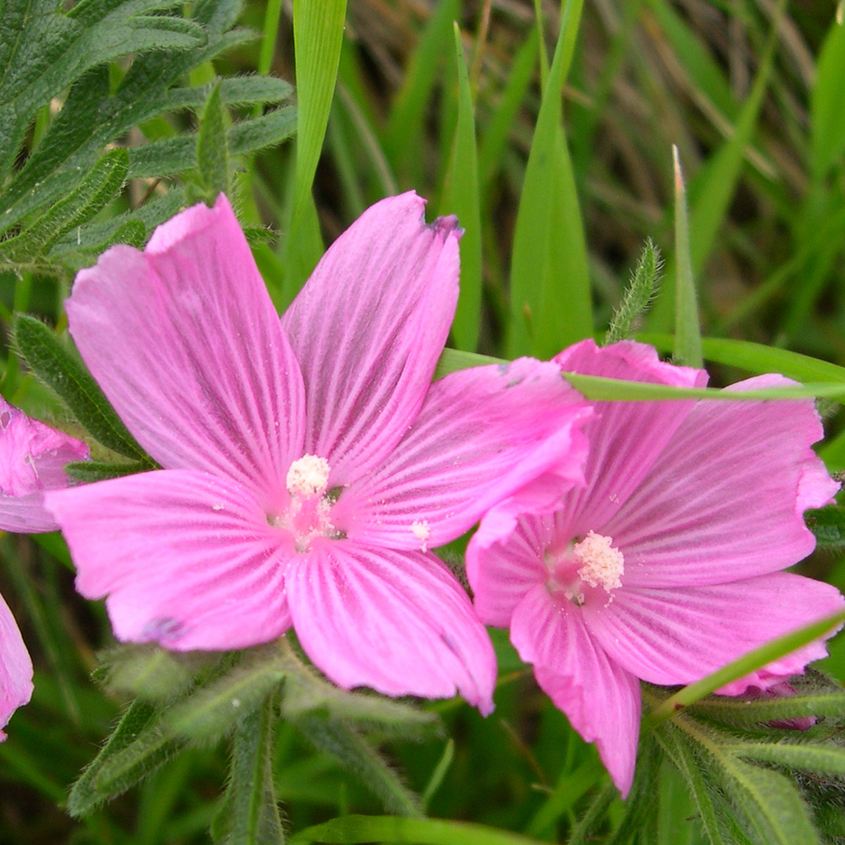 40 Most Common Wildflowers at the Reserve - Point Lobos Foundation
