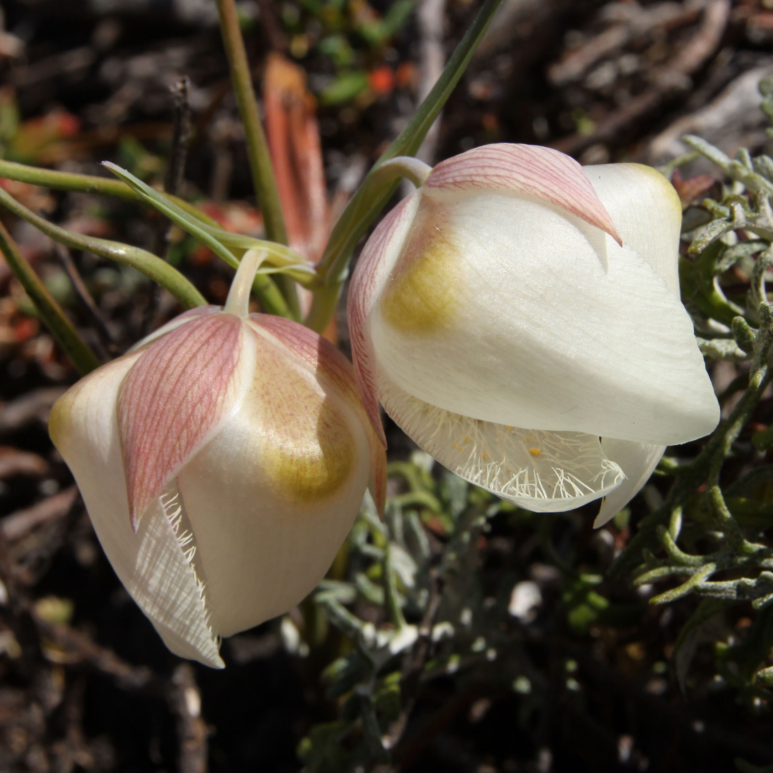 40 Most Common Wildflowers at the Reserve - Point Lobos Foundation
