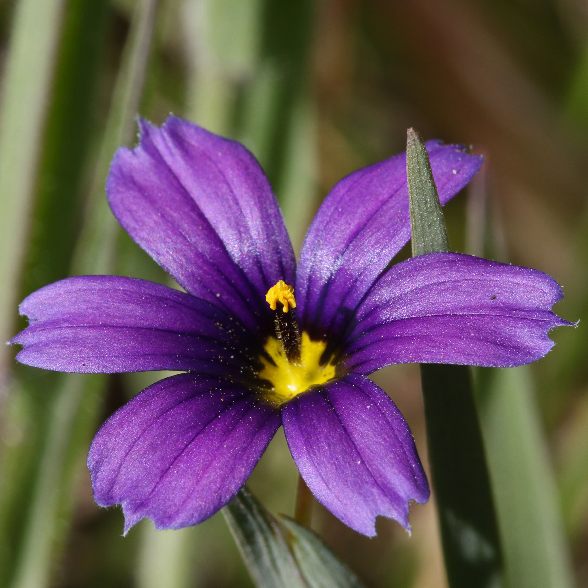 40 Most Common Wildflowers at the Reserve - Point Lobos Foundation