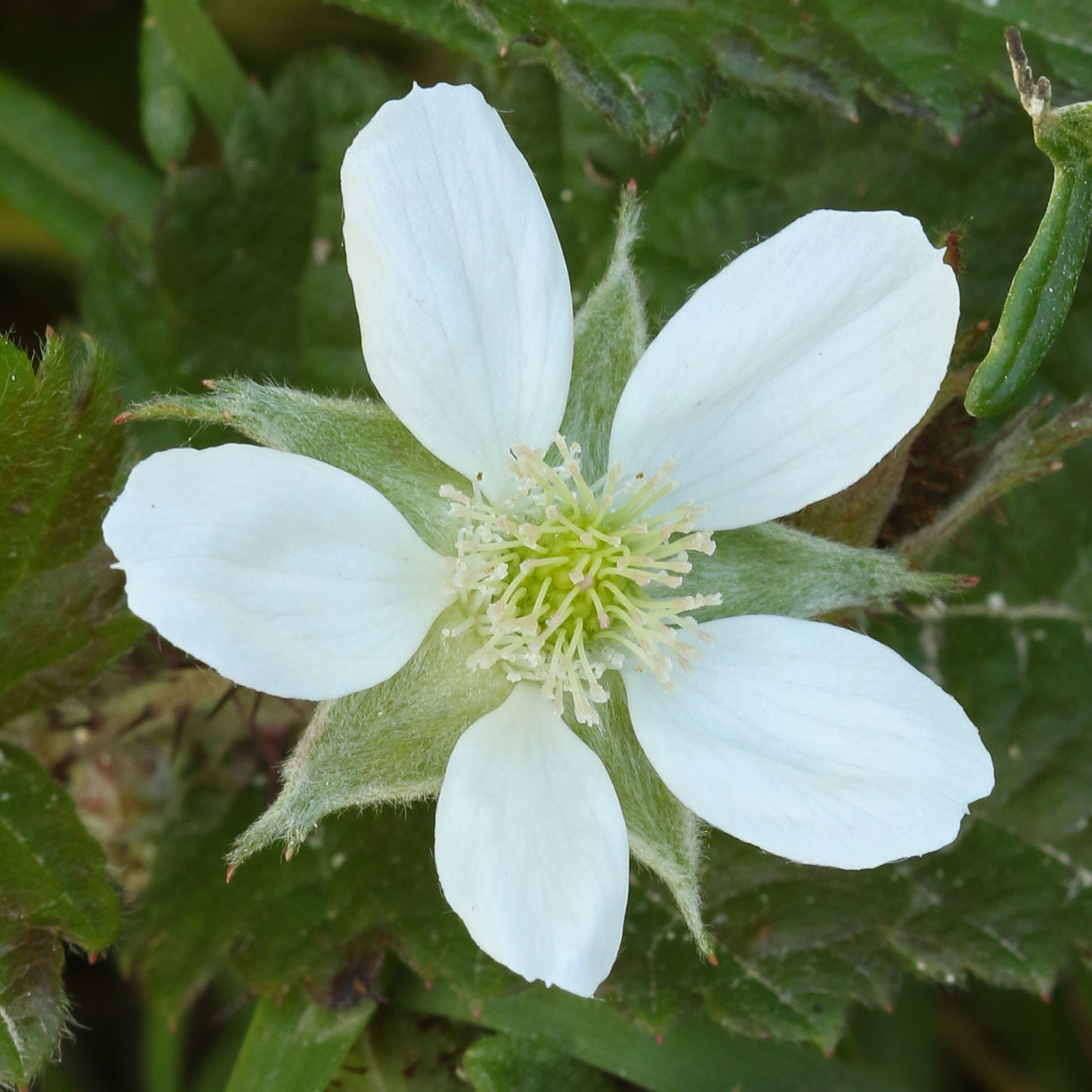 40 Most Common Wildflowers at the Reserve - Point Lobos Foundation