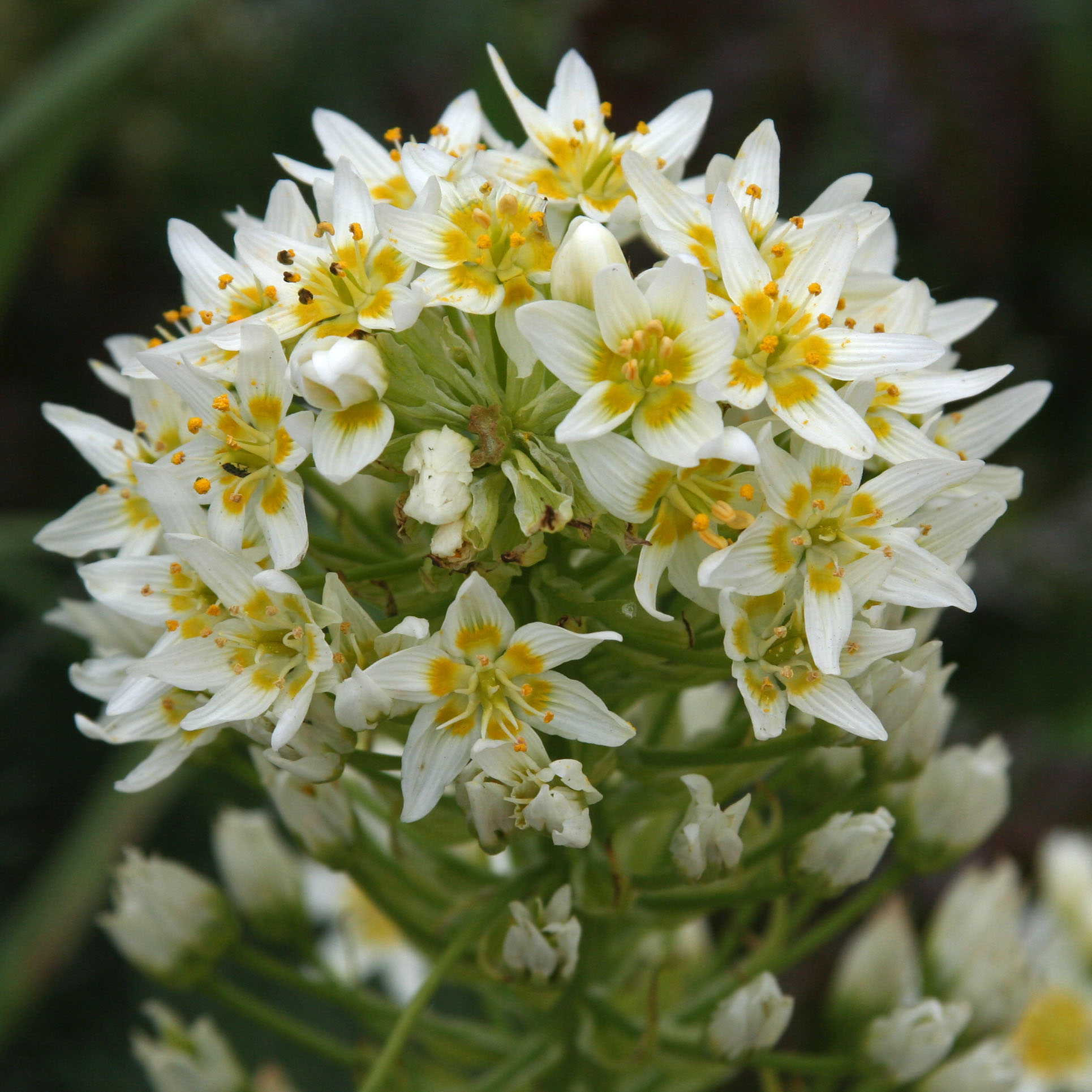 40 Most Common Wildflowers at the Reserve - Point Lobos Foundation