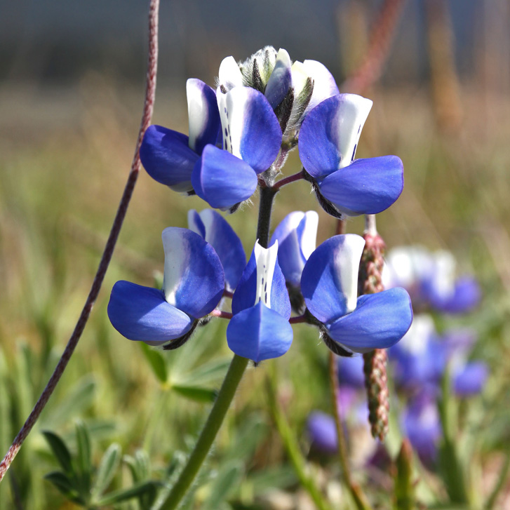 40 Most Common Wildflowers at the Reserve - Point Lobos Foundation